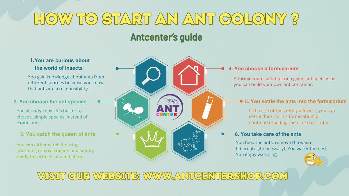 How to Start Your Own Ant Colony - Antcenter