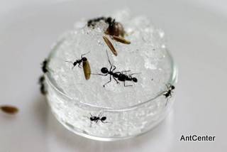 How to Feed Ants – A Beginner’s Guide - Antcenter